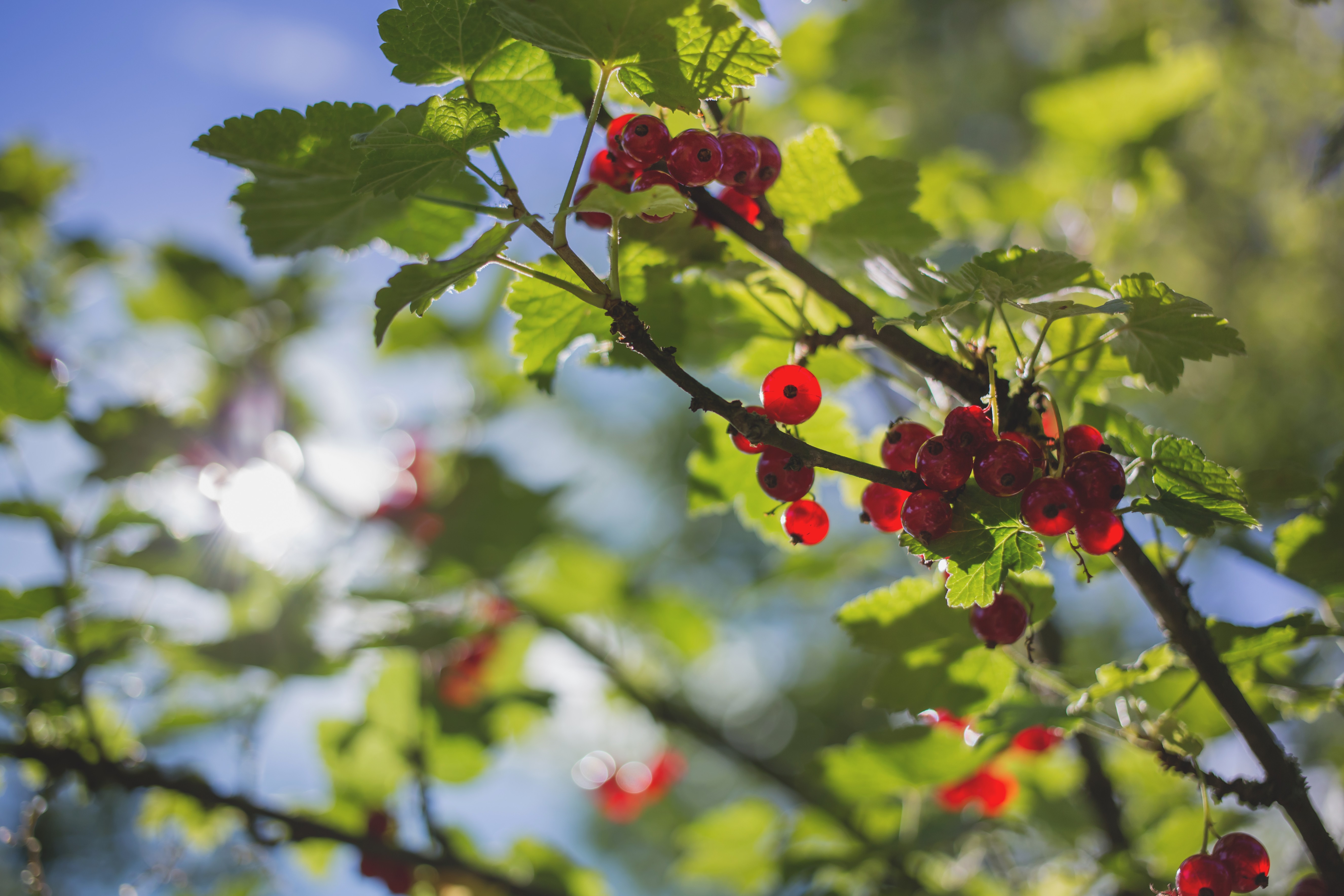 Red currant 2 - freestocks.org - Free stock photo