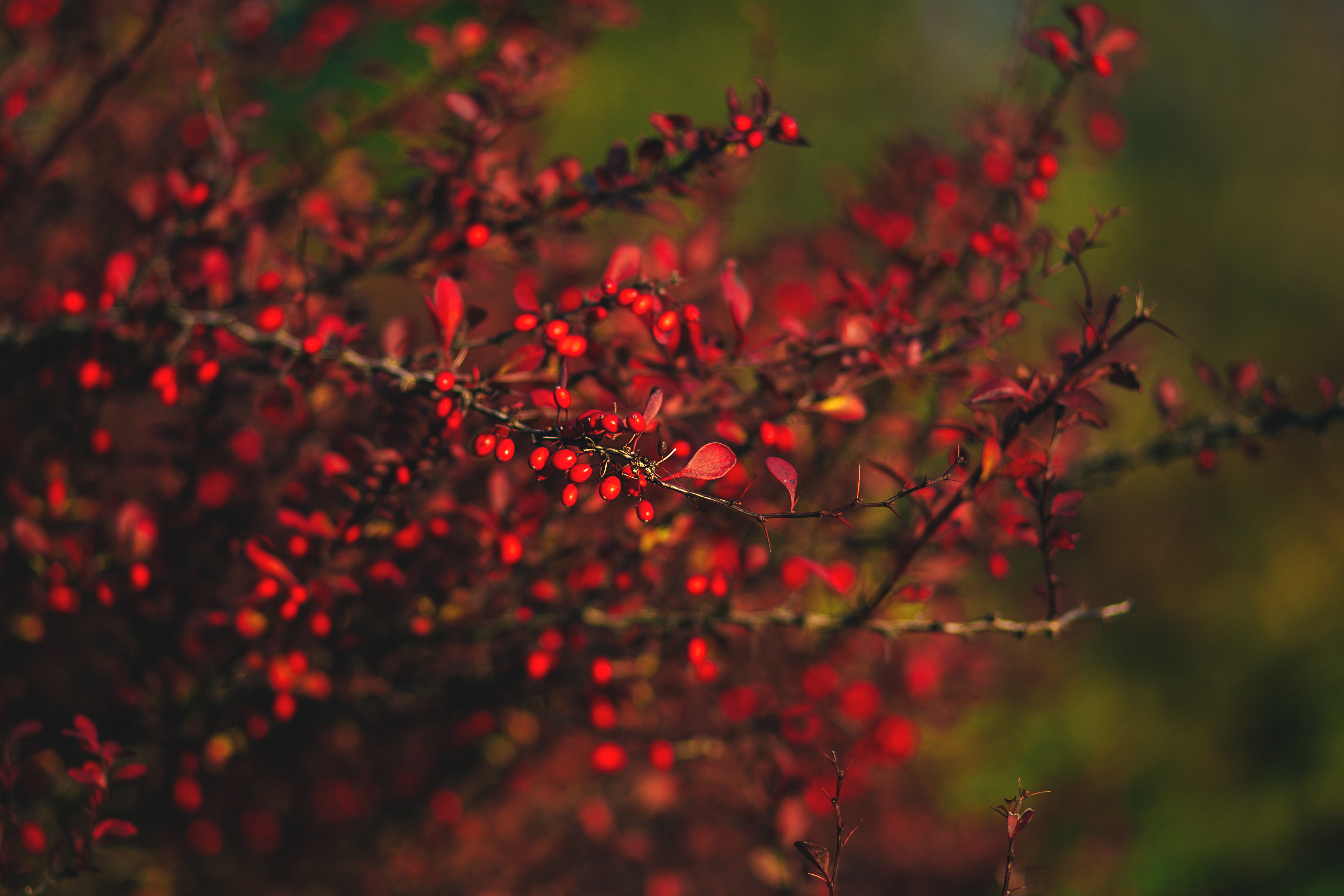 Autumn barberry 3 - freestocks.org - Free stock photo