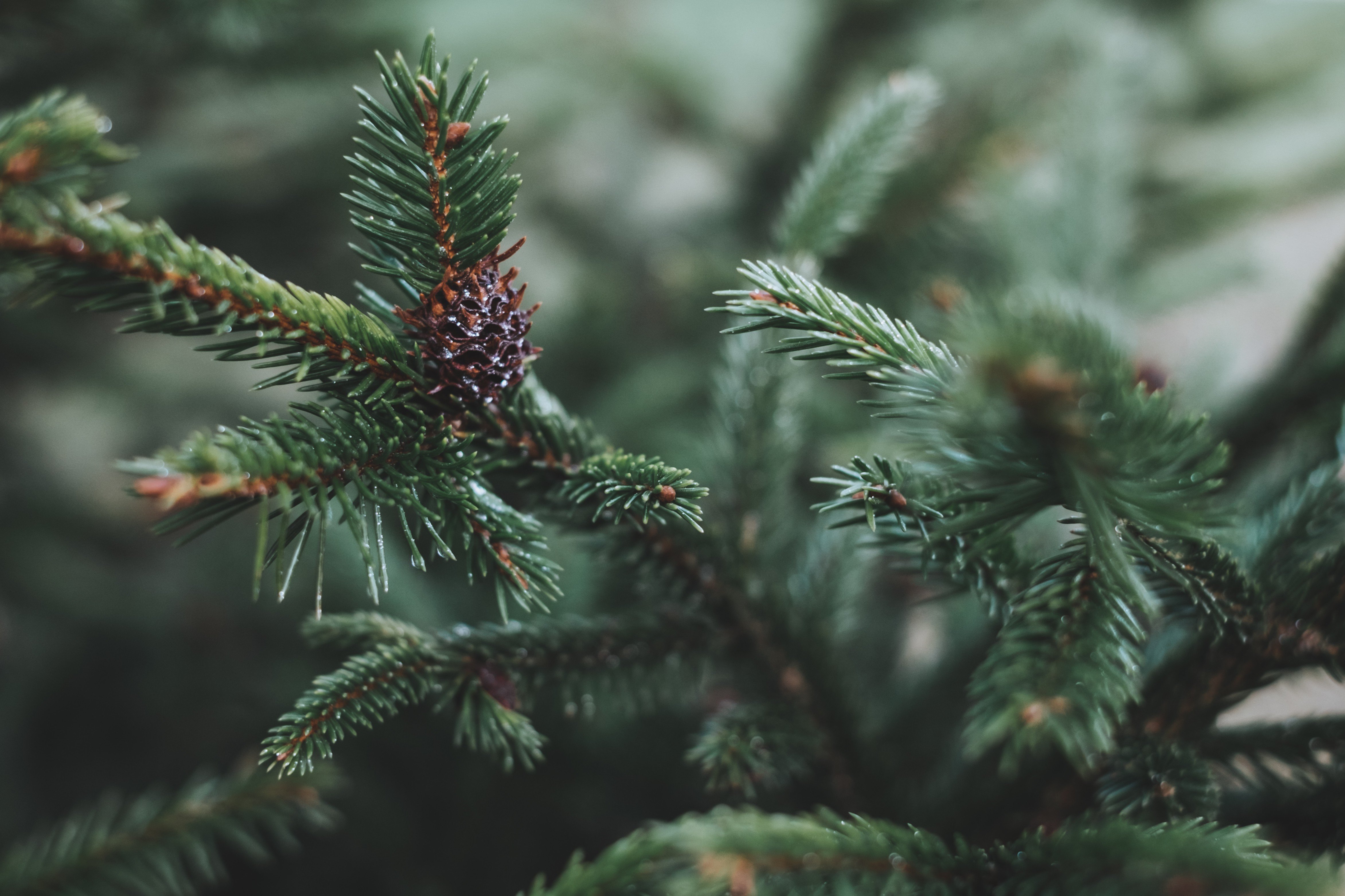 Spruce close-up 4 - freestocks.org - Free stock photo