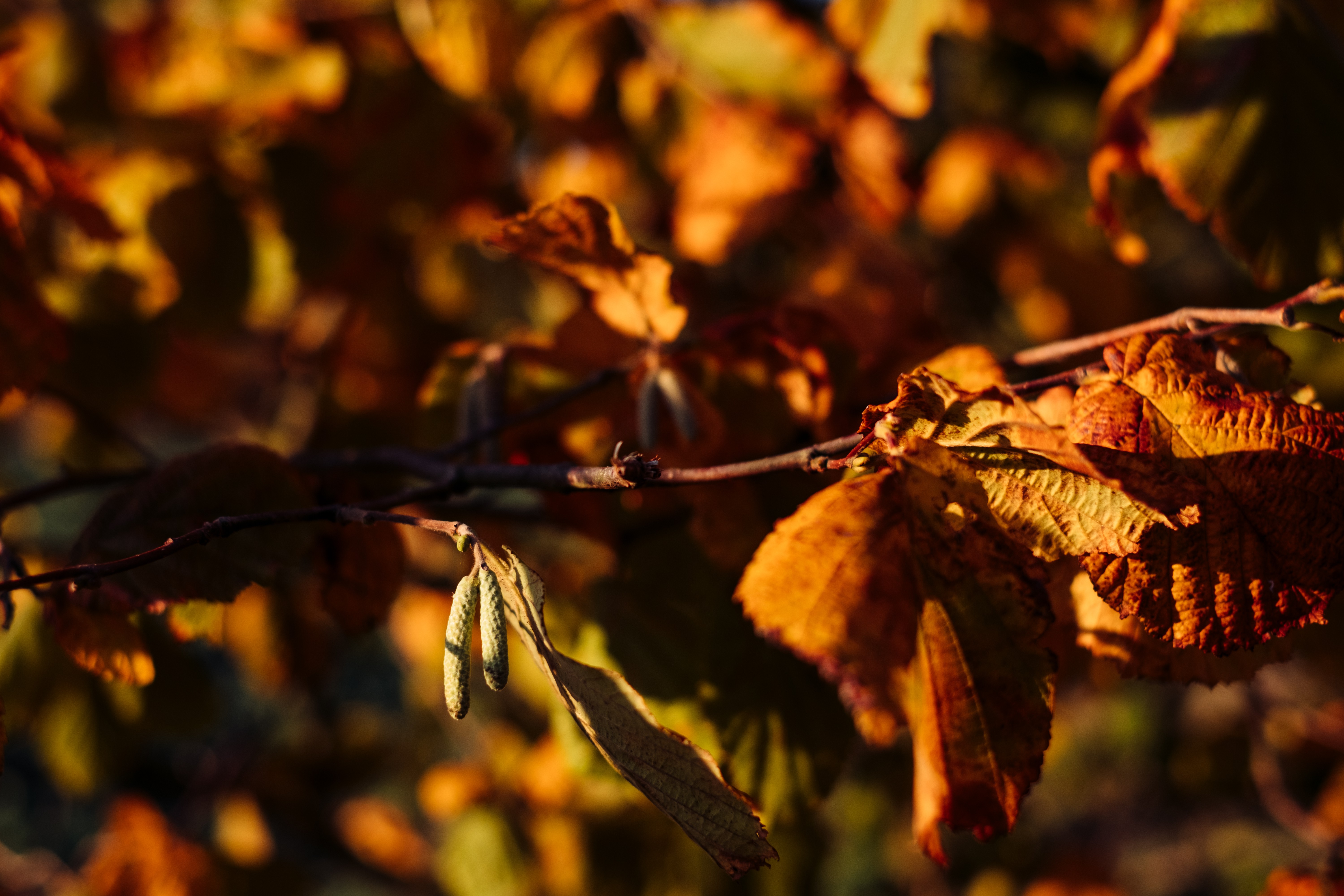 Autumn Tree Branch