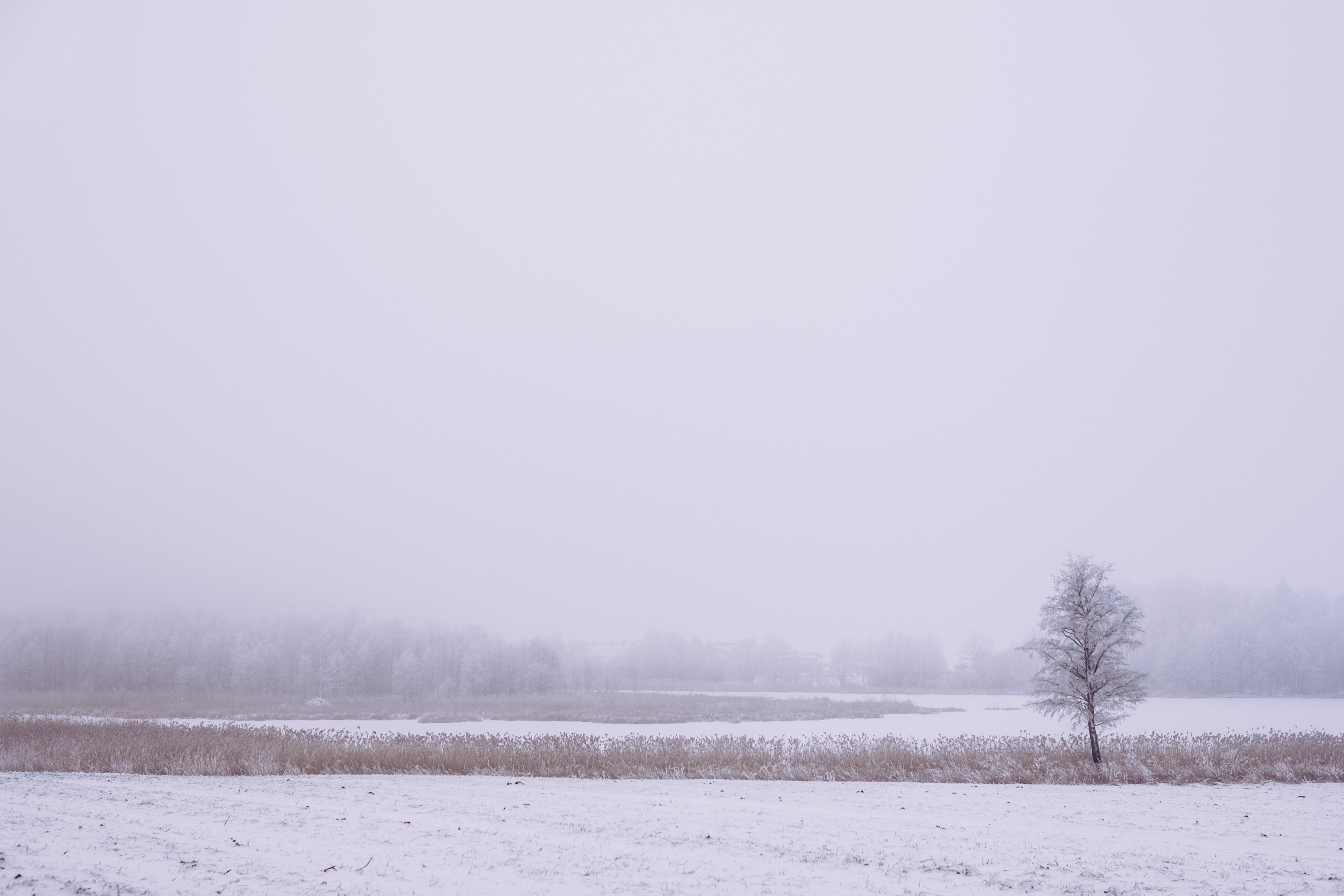 Foggy winter day in the field 3 - freestocks.org - Free stock photo