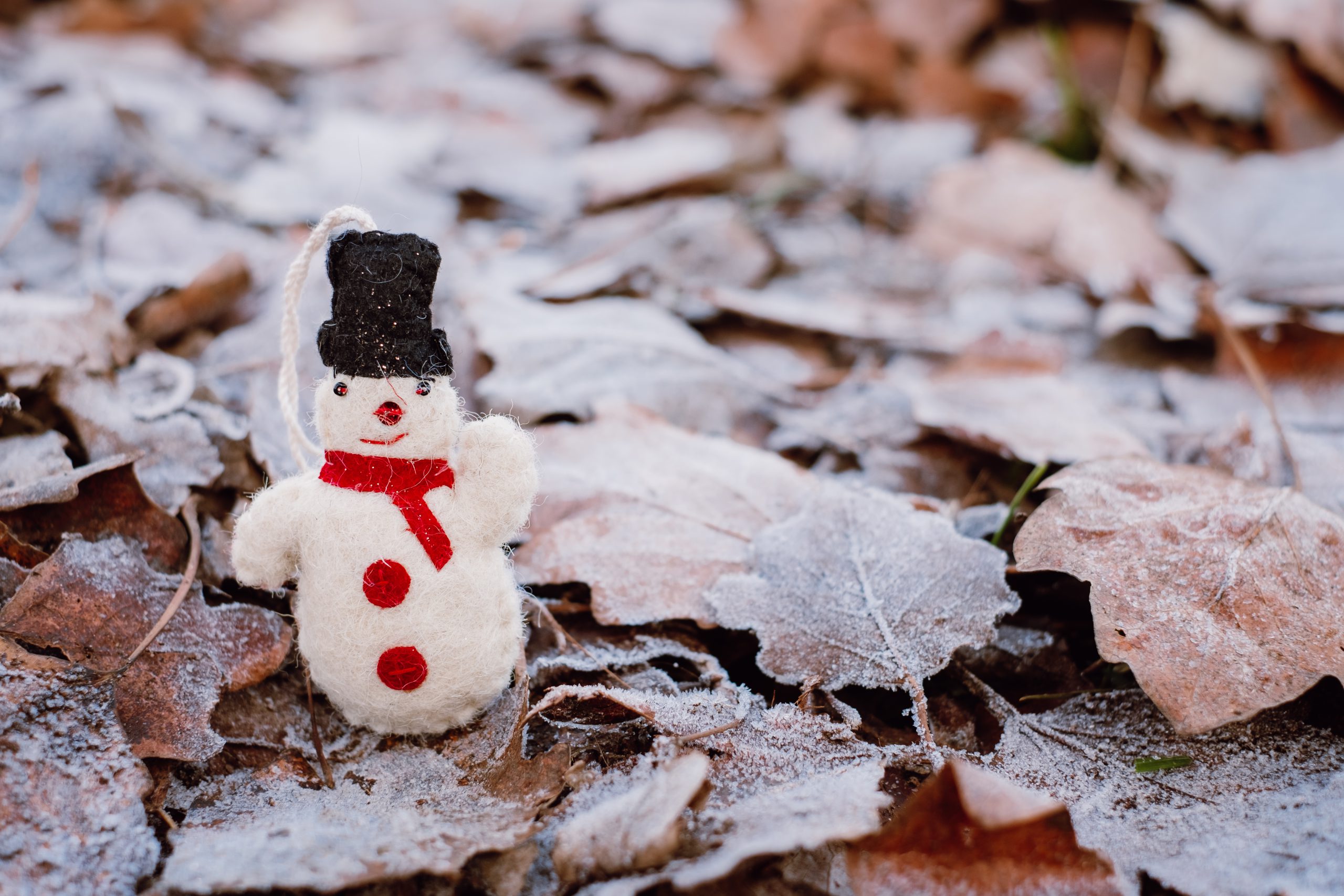 Felted snowman on frosted leaves 4 - freestocks.org - Free stock photo
