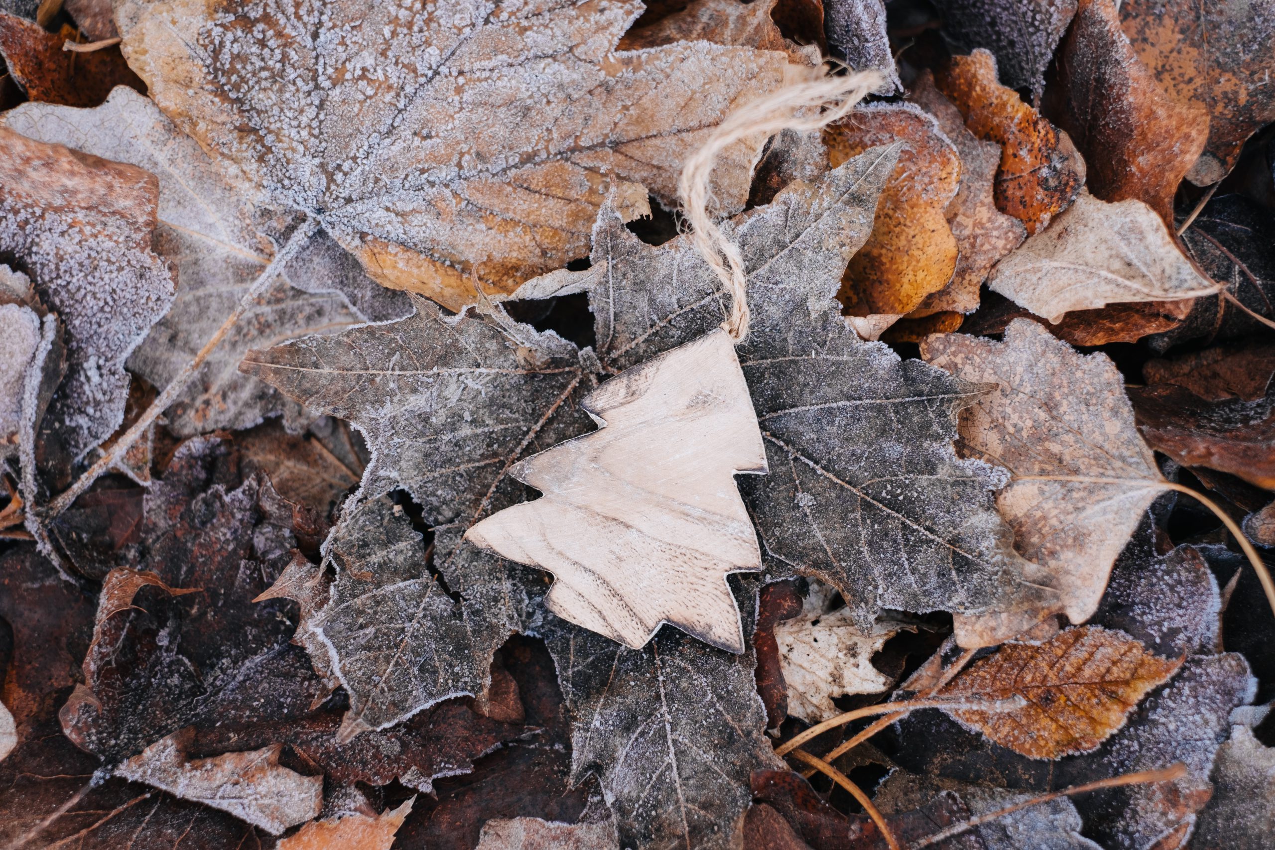 Wooden Christmas tree on frosted leaves - freestocks.org - Free stock photo
